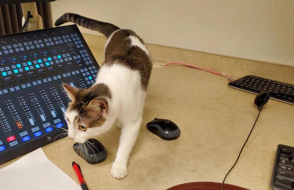 TMHT: Monkey See, Monkey Do (Adopt) From Missoula Humane Society ...