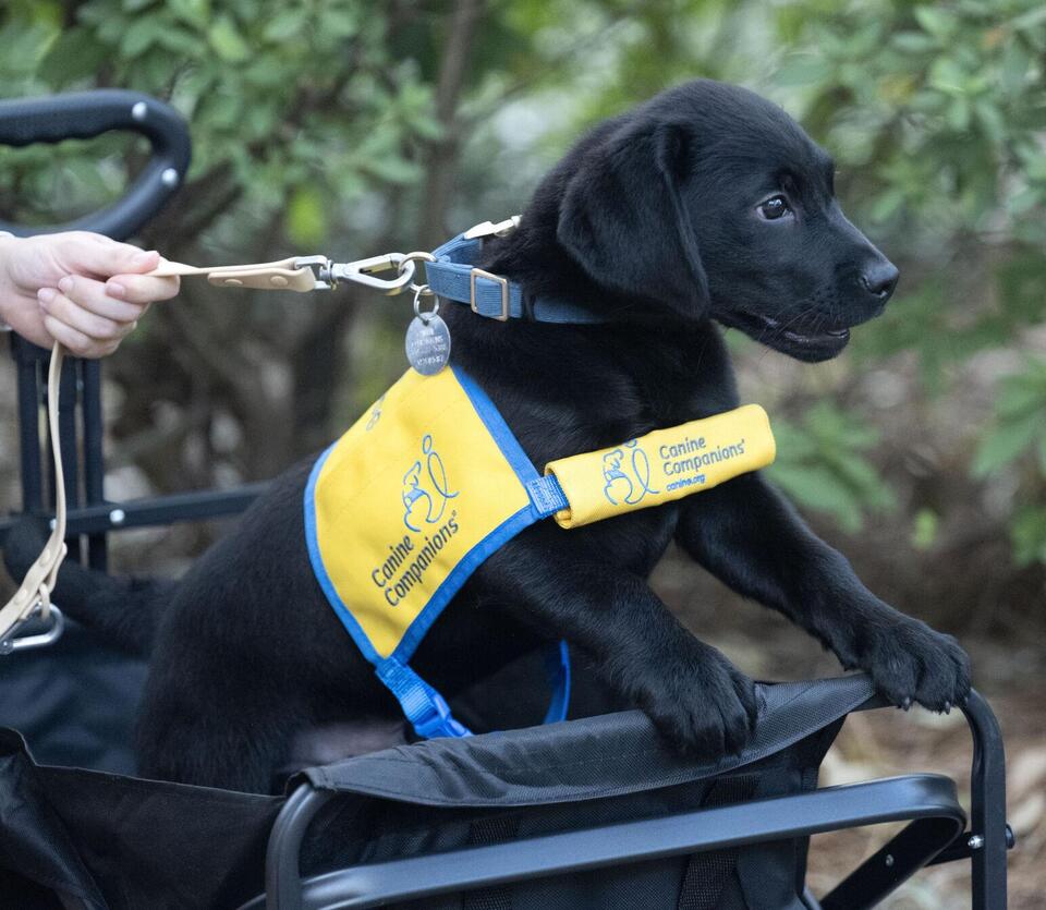 Meet LSU's 'puppy raisers': students who train service dogs for people ...