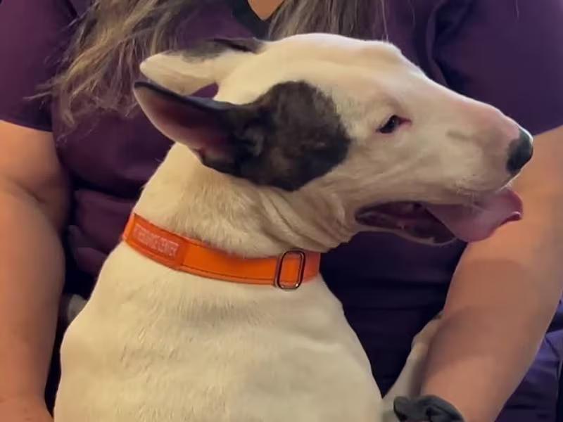 WATCH: Come with us to visit Trooper the viral hurricane dog at the ...