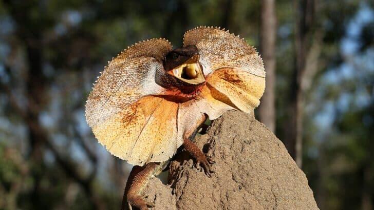 The 10 Weirdest Looking Animals - NewsBreak