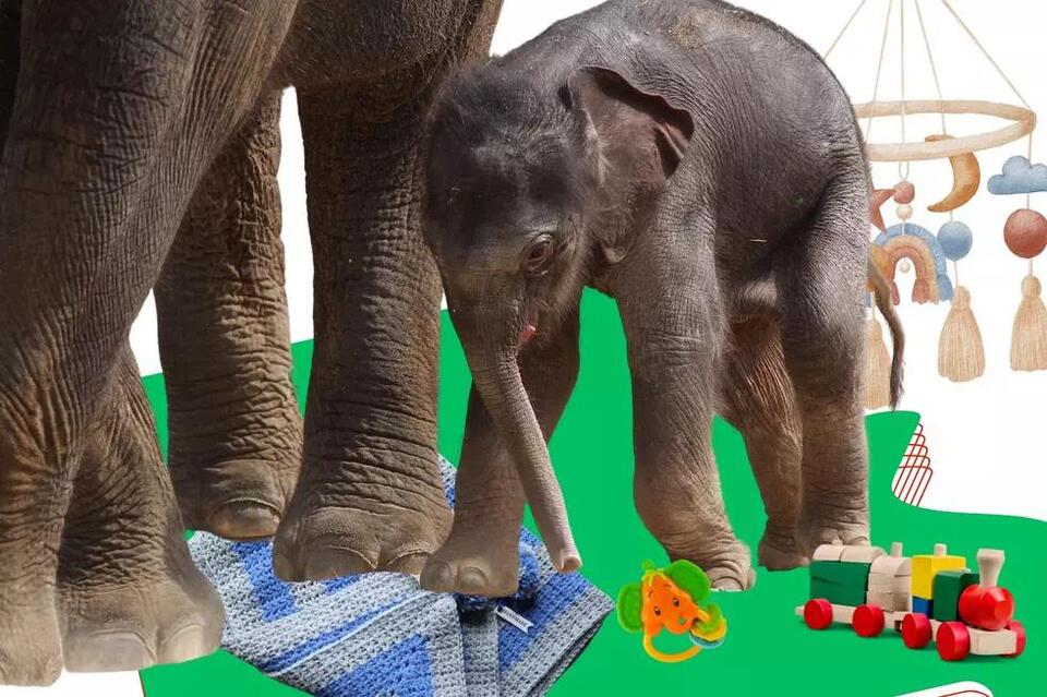 An Early Christmas Blessing at a Missouri Zoo! - NewsBreak