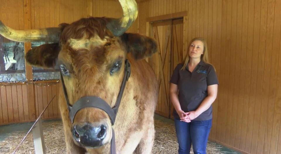 Meet Old Ben Indiana’s Giant Steer Legend - NewsBreak