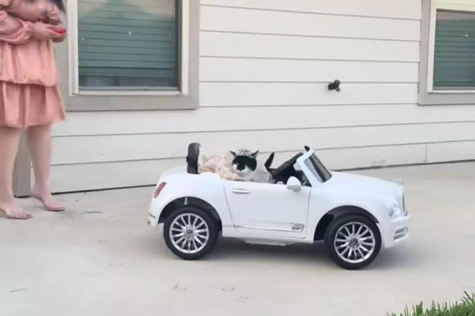 Houston Cat’s Quinceañera Party Goes Viral on TikTok - NewsBreak