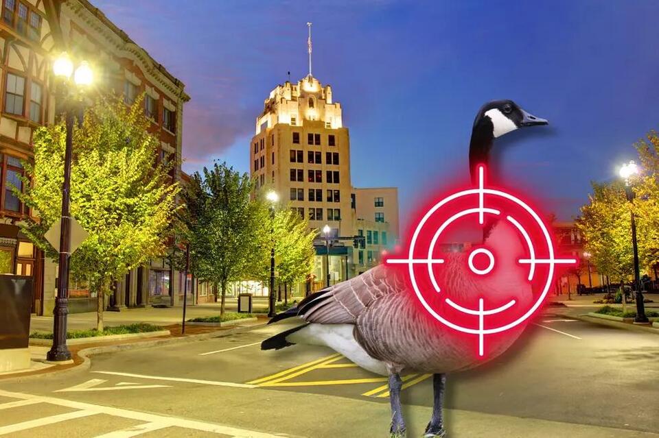 Canada Geese in Massachusetts Are Being Brutalized and Killed - NewsBreak