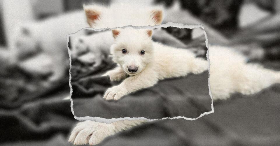 Texas Startup Achieves World’s First Dire Wolf De-Extinction - NewsBreak