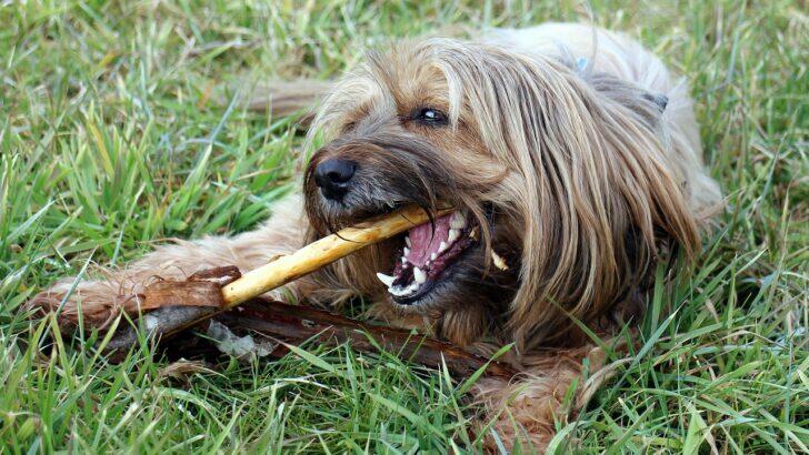 How to Train Your Dog for Stress-Free Teeth Brushing - NewsBreak