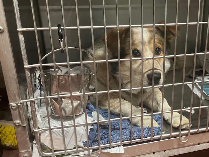 Fulton County animal control agreement suspension leaves Atlanta ...