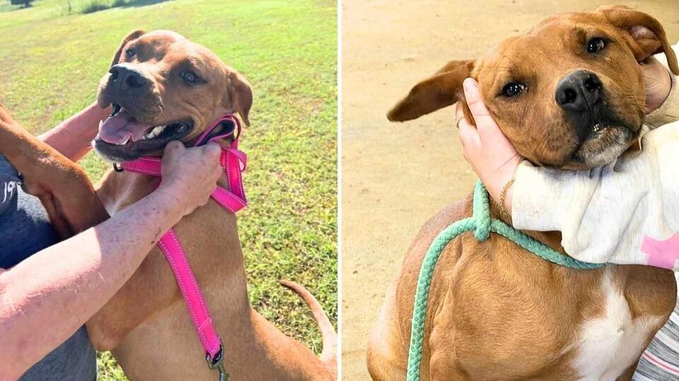 Young Redbone Coonhound Mix Pup Searching For Home After Early Life as ...