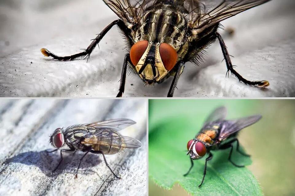 The Buzz Is: It’s Black Fly Season In New York State - NewsBreak