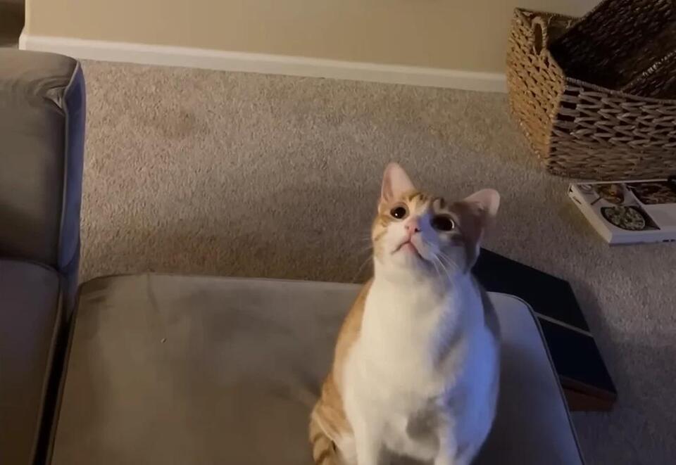 Cat Kat’s Ceiling Fan Fixation Ends in Jaw-Dropping Close Encounter ...