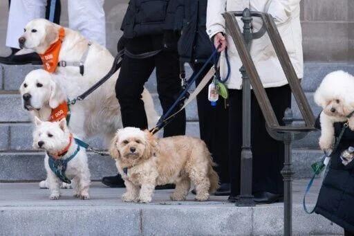 Dogs greet guests as they arrive for funeral services for Jane Goodall ...