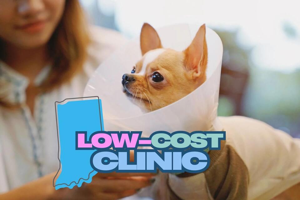 Southern Indiana Animal Rescue Offering Low Cost Spay/Neuter Clinic ...