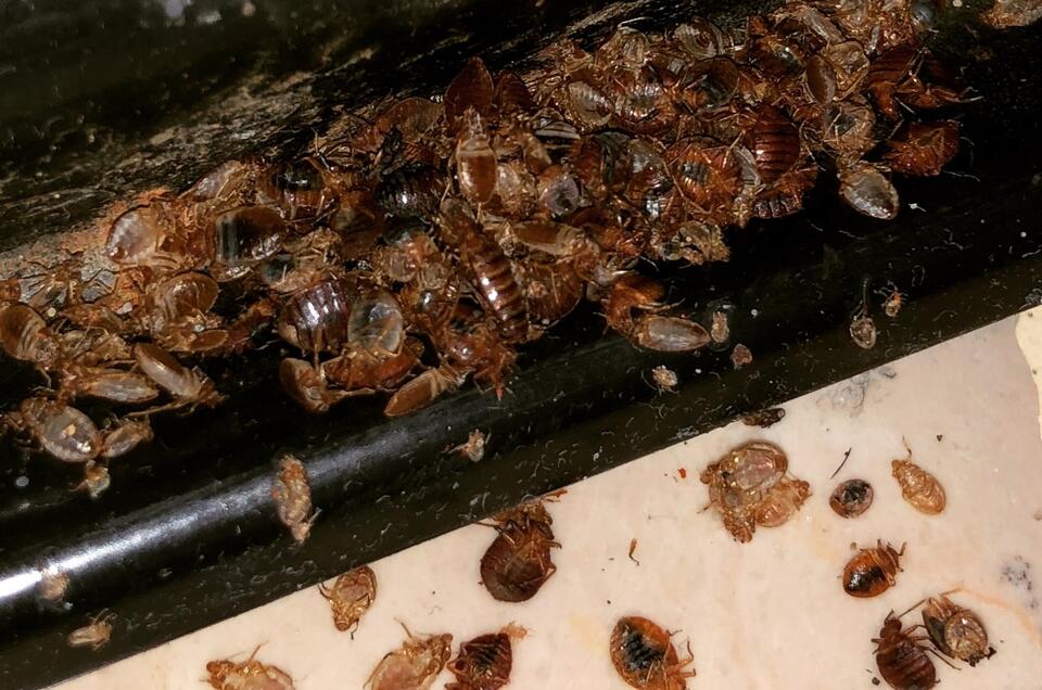 The 50 Most Bed Bug Infested Cities In America - NewsBreak
