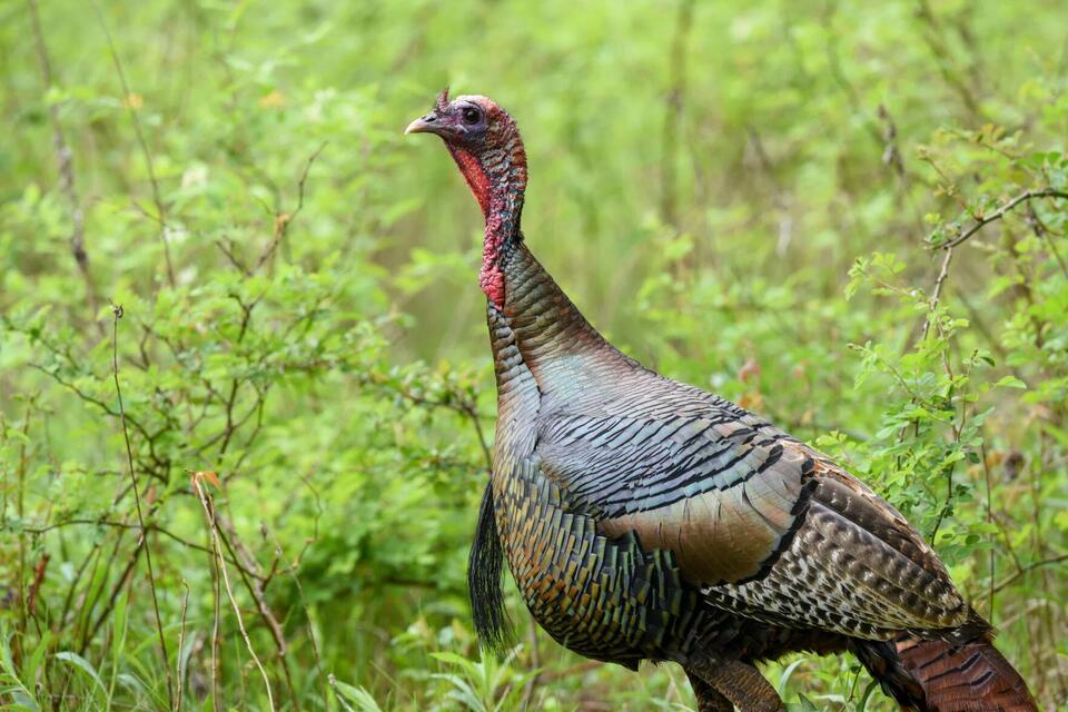 Ohio’s Wild Turkey Hunting Season results through Sunday - NewsBreak