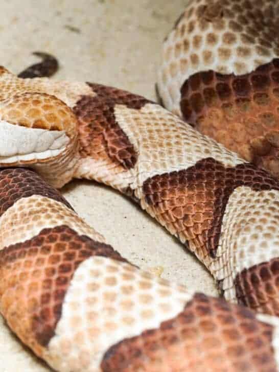What to Expect From a Copperhead Snake - NewsBreak