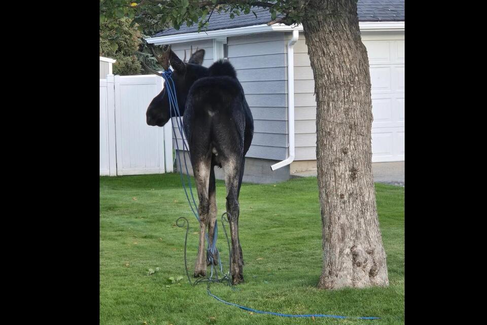 Moose darted, untangled after becoming tangled in extension cord in Red ...