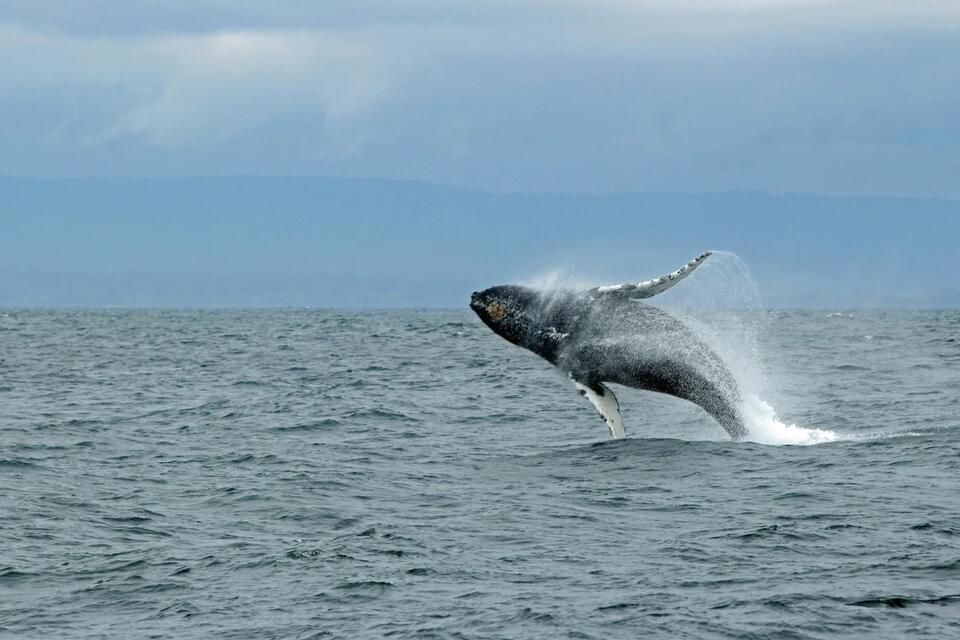 The Whale That Could Whisper Across Oceans: How Cetaceans Use Sound to ...
