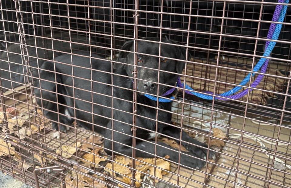 How Henry, a missing Central NY dog, was found after 100+ days and ...