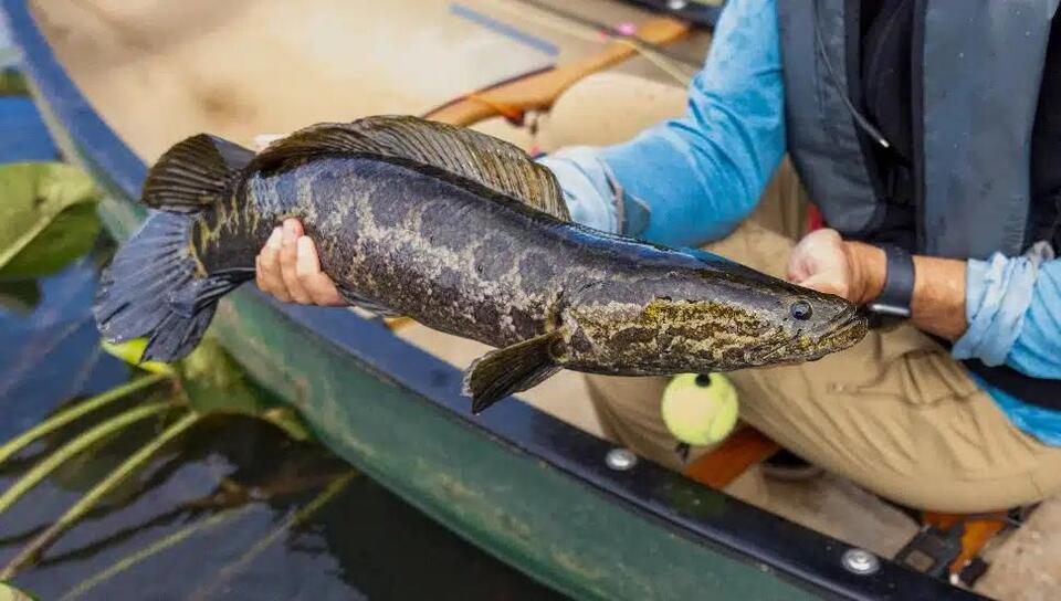 Invasive Northern Snakehead Spreading in Upper Delaware River; You Can ...
