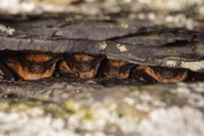 How Climbers Are Helping Scientists Study a Devastating Bat Disease ...