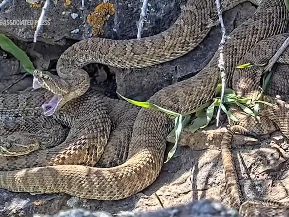 Webcam monitors hundreds of rattlesnakes at a Colorado 'mega den' for ...