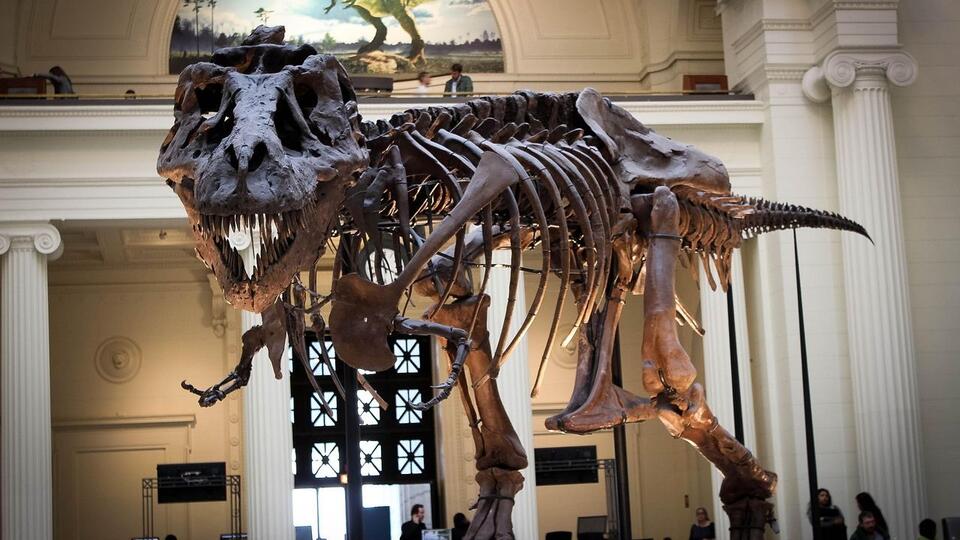 Tyrannosaurus Rex Had a Surprising Secret Weapon Beyond Its Jaws ...
