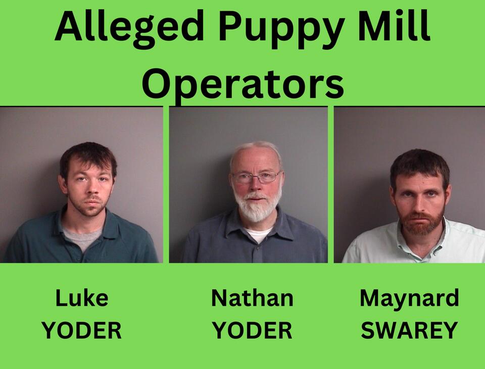 Swarey, two Yoders have puppy mill arraignment date set in Greene ...