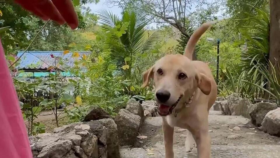 From Skeletal and Weak to Thriving: Dumped Dog’s amazing Transformation ...