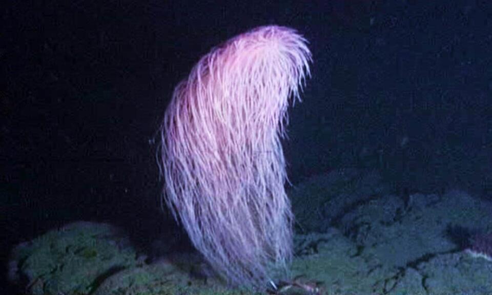 Amazing new sea creature discovered in the deep Pacific ocean - NewsBreak