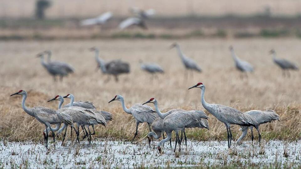 How farmers can help rescue water-loving birds - NewsBreak