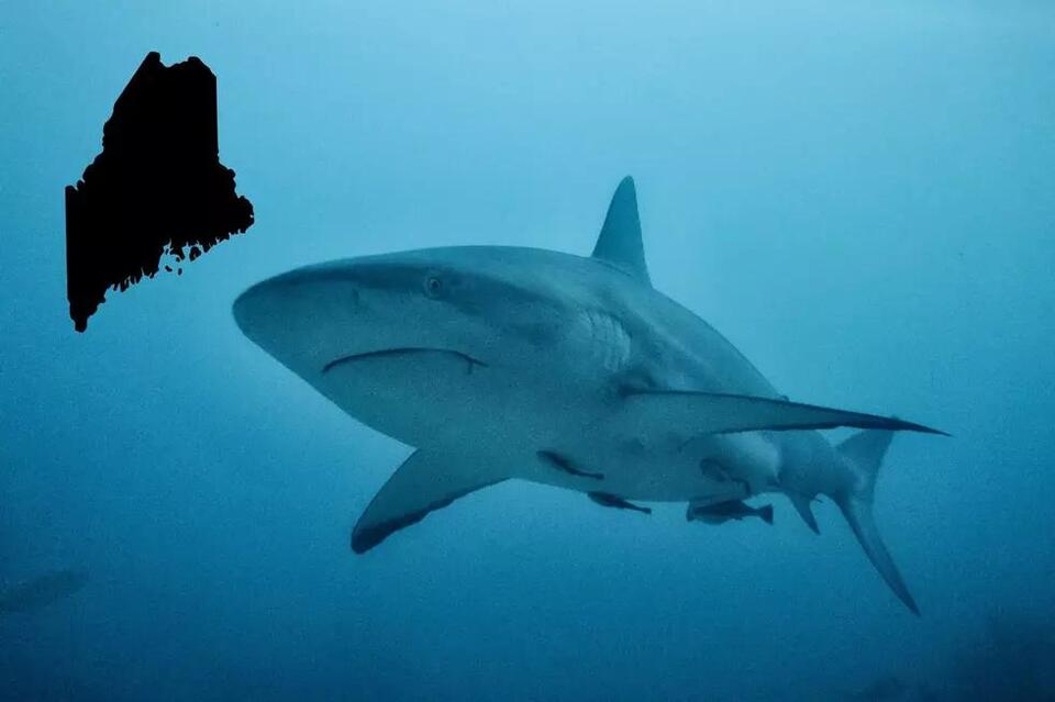 Here Are the 8 Types of Sharks Mainers Could See in the Water - NewsBreak