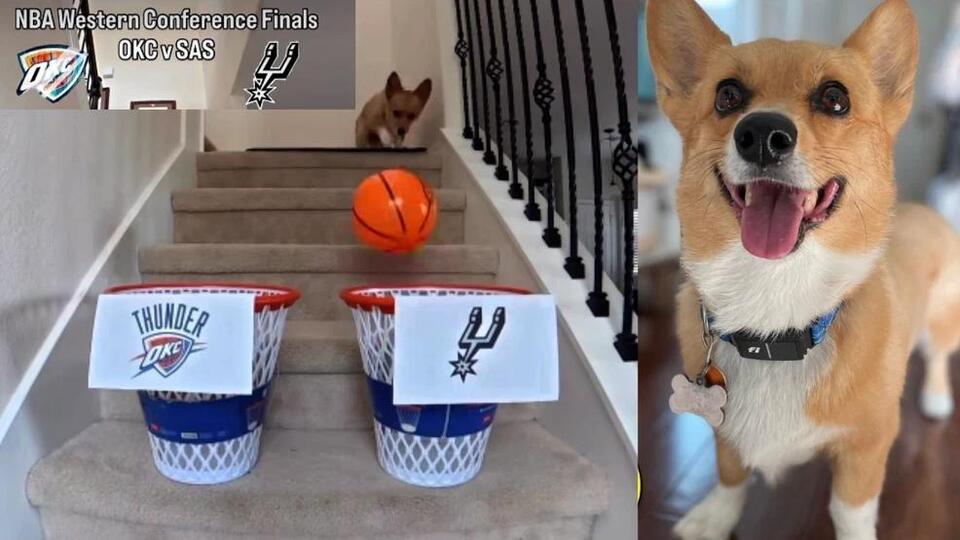 'In Corgi We Trust’: Fans rally around ball-shooting pup who picked ...