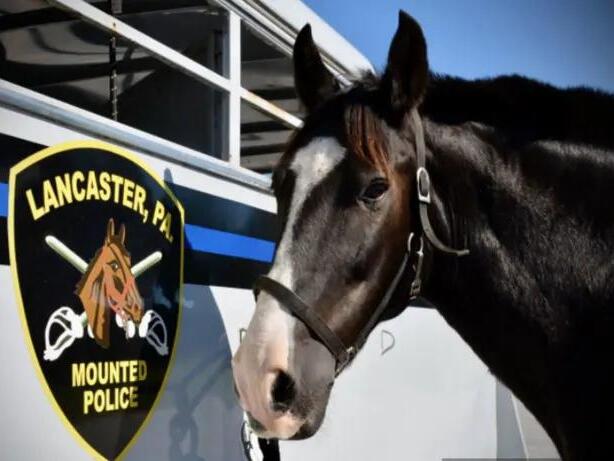 Lancaster Mounted Police Horse Featured In Children's Book Dies Of ...