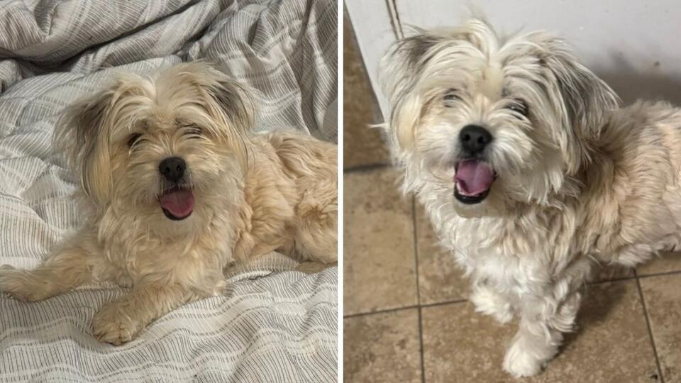 Local Rescue Introduces Happy Little Dog Looking For Love - NewsBreak