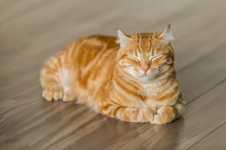 7 Feline Body Language Cues That Reveal Hidden Emotions - NewsBreak