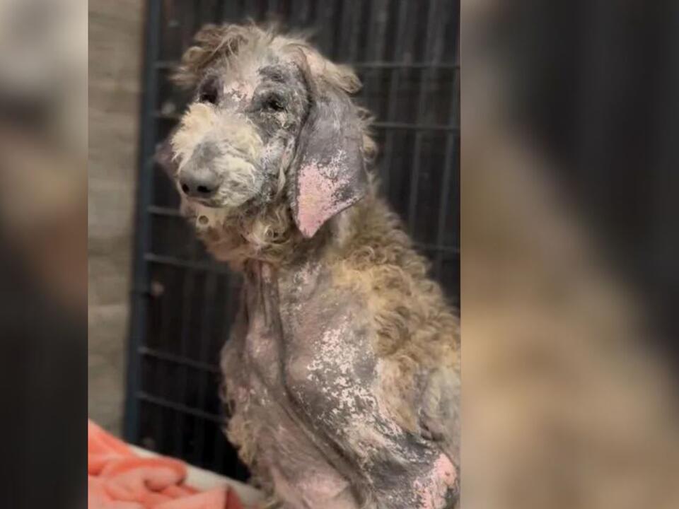 Sick And Neglected Poodle Transforms Into A Beautiful Dog After Being ...