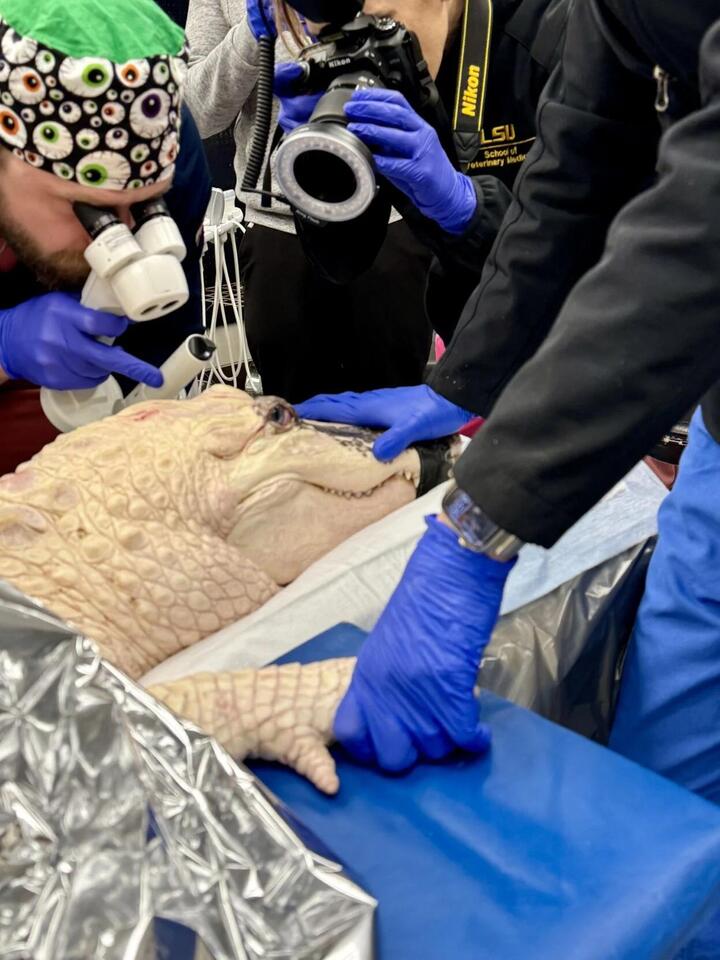 LSU vet school performs first US gator cataract surgery on rare Audubon ...