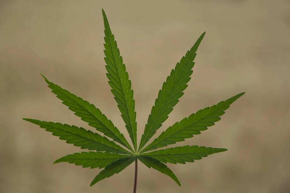 Connecticut Bill Would Overhaul Marijuana, Hemp and Infused Beverage ...