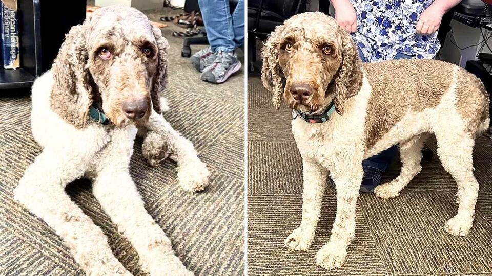 Young Standard Poodle Looking For New Home After Being Surrendered by ...