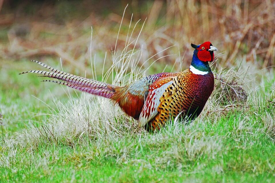 Pheasant season opens Oct. 11 with bird numbers up statewide - NewsBreak
