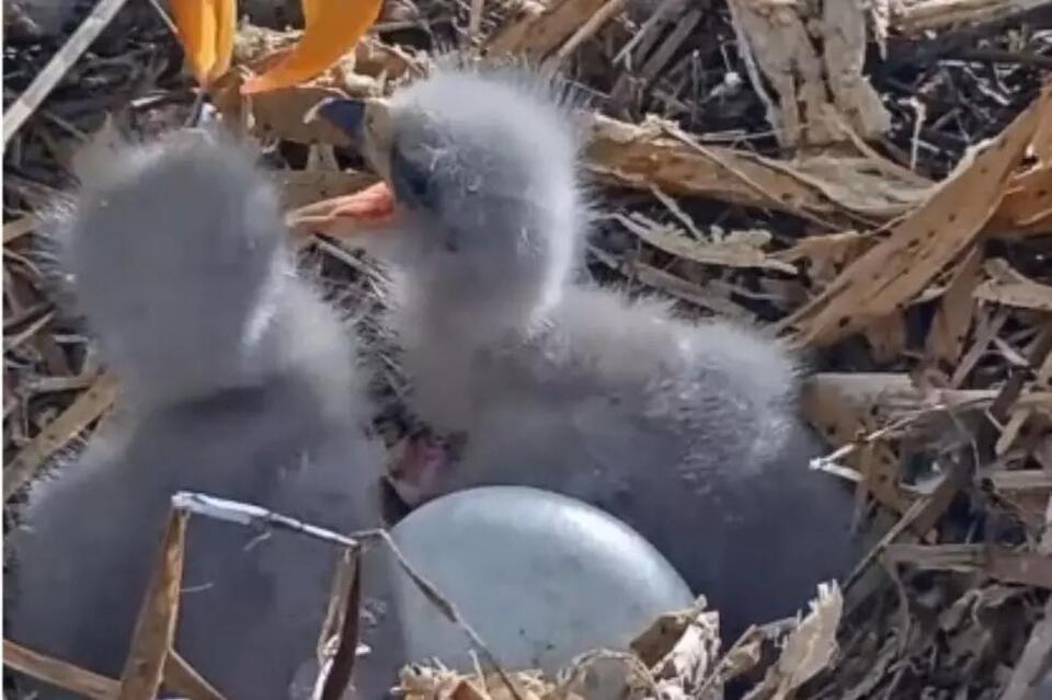 WATCH: Internet Sensations Jackie and Shadow are Proud Parents Again ...