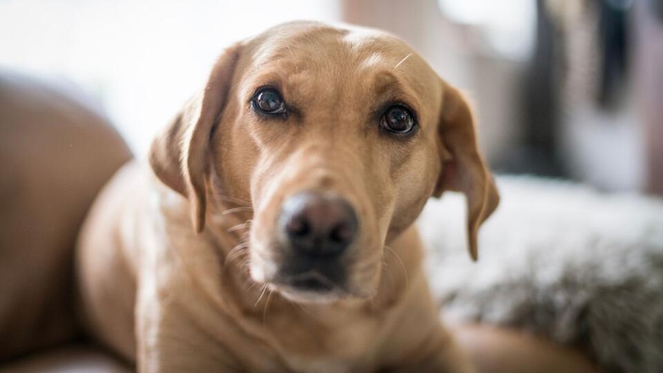Dog Successfully Rescued From 12-Foot Deep Backyard Sinkhole in ...