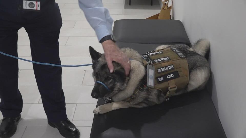 From an animal shelter to a KPD chaplain | How a shelter dog is helping ...