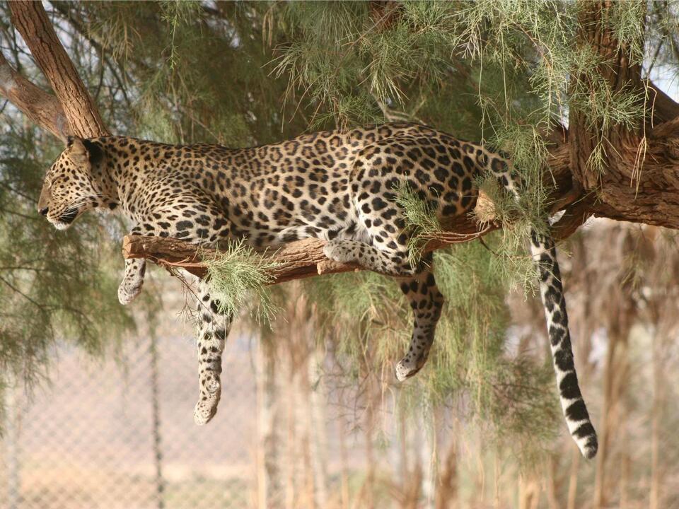 On the Brink of Extinction – Scientists Develop Genetic Rescue Plan for ...