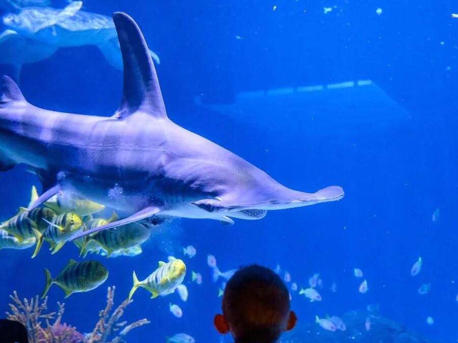 Anchor, the beloved great hammerhead shark at New Jersey's Adventure ...
