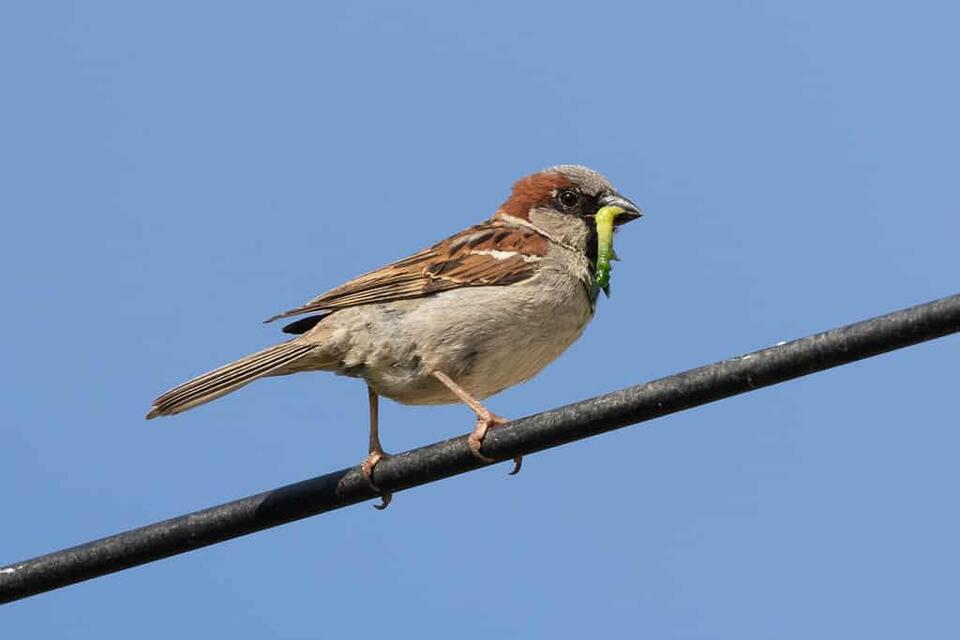 The Four Pests Campaign: How Killing Sparrows Led to Famine in China ...