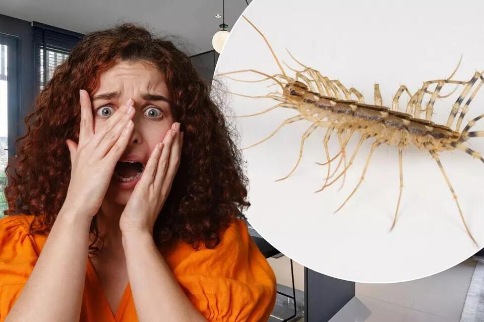 America’s Most Horrifying Bug Is Actually Something You Want in Your ...