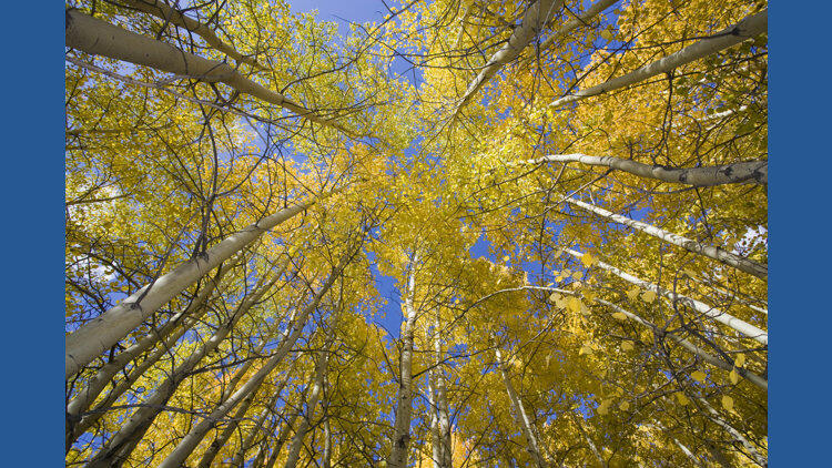 The science behind fall's deep blue skies - NewsBreak