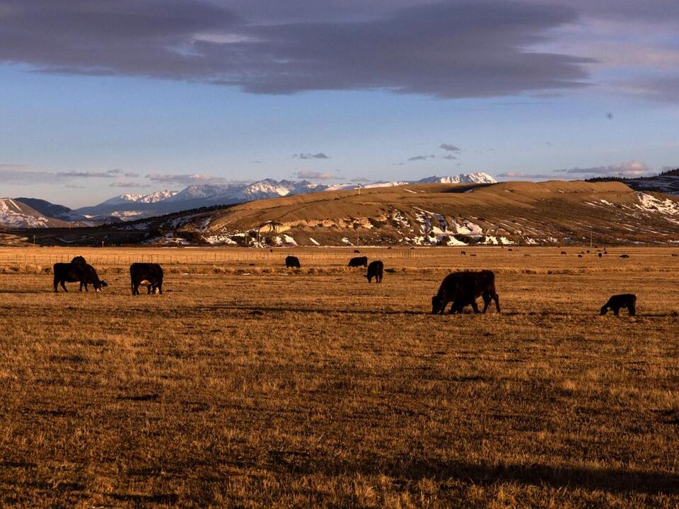 Ranchers in three counties demand Colorado officials kill four wolves ...