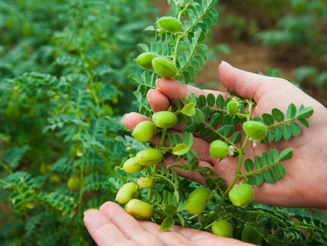 How to Plant and Grow Chickpeas in Your Garden